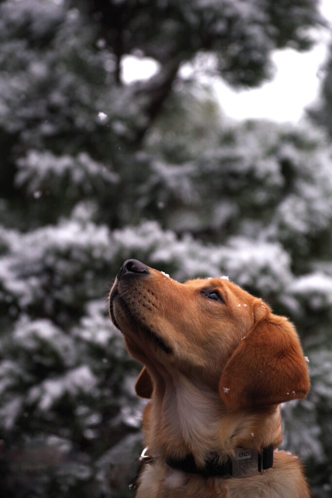 Scene in Edmonds: Puppy's first snow - My Edmonds News