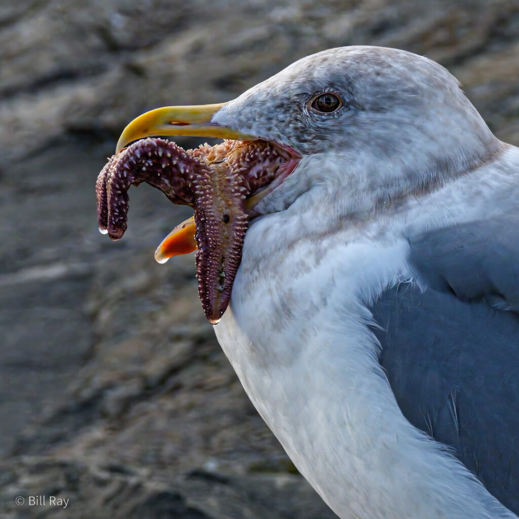 Scene in Edmonds: Gulp - what now? - My Edmonds News