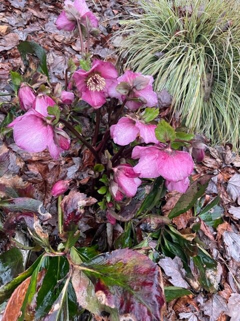 Scene in Edmonds: Around town Monday - My Edmonds News