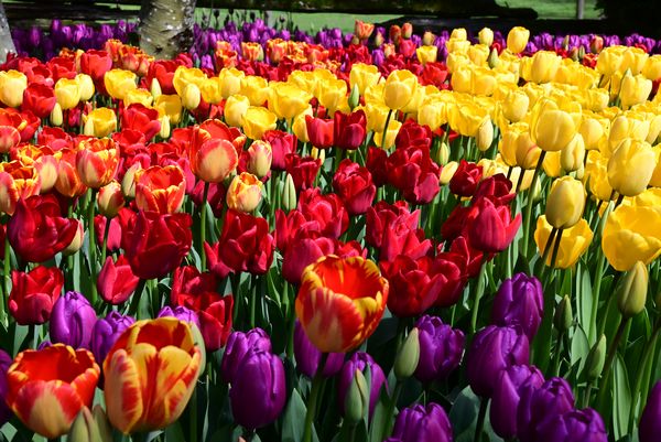 Scene nearby: Touring the tulips - My Edmonds News