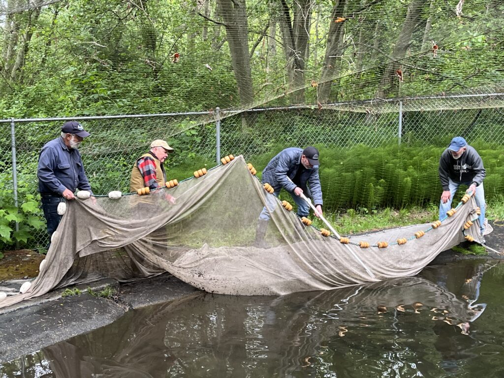 Future stewards lend a hand to baby salmon - My Edmonds News