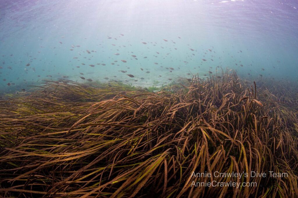 Planting Edmonds: A beautiful Edmonds garden you might never see - My Edmonds News