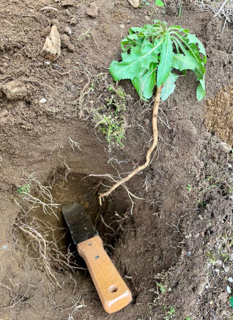 Picture2 - My Edmonds News