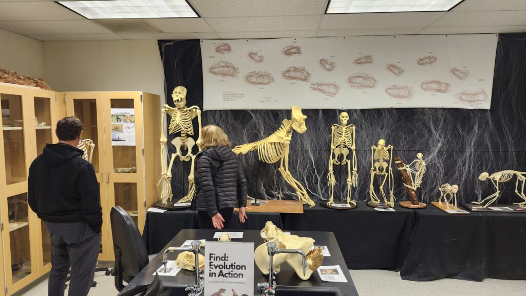 Human culture and history explored at Edmonds College anthropology open ...