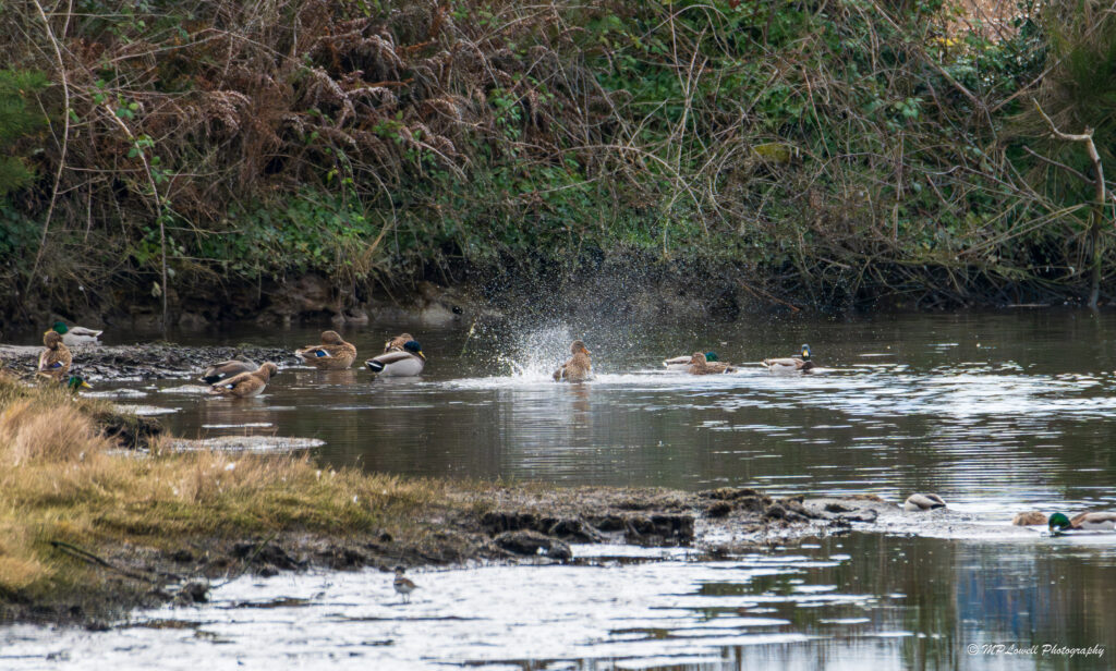 Splish Splash taking a bath - My Edmonds News