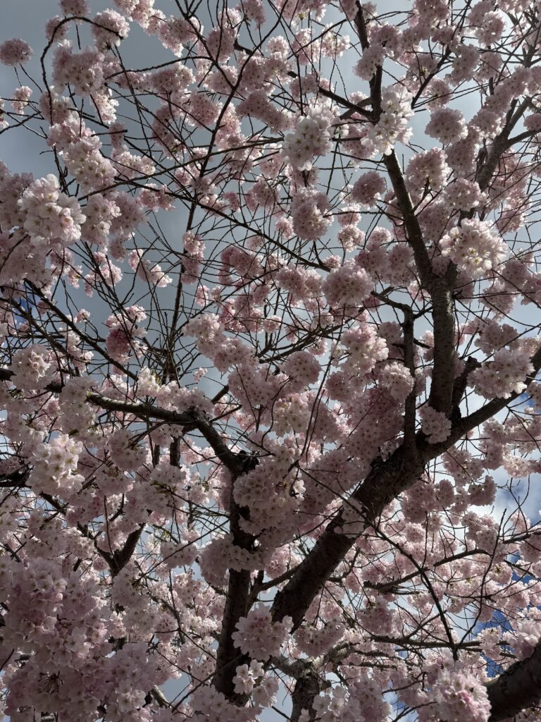 Scene in Edmonds: Around town Saturday - My Edmonds News