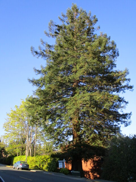 Nominations open for guide celebrating historic Edmonds trees - My ...