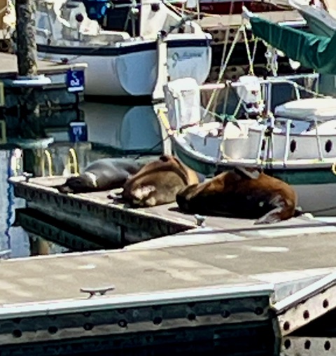 May18 Sun-Day Snoozers JJ Kuhl - My Edmonds News