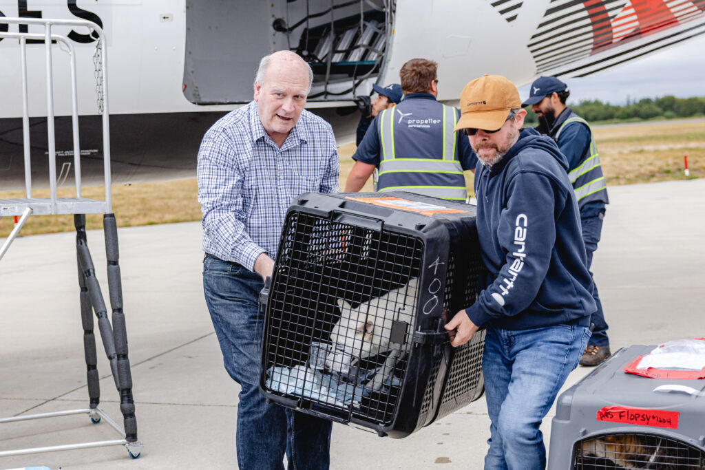 PAWS takes in dogs displaced by California wildfires - My Edmonds News