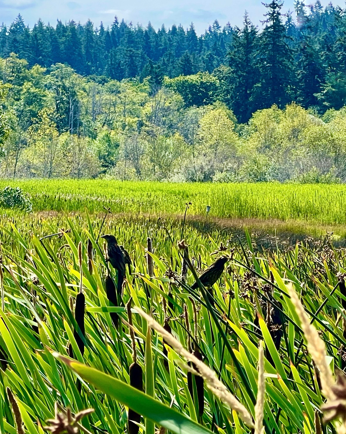 Scene in Edmonds: Around town - My Edmonds News