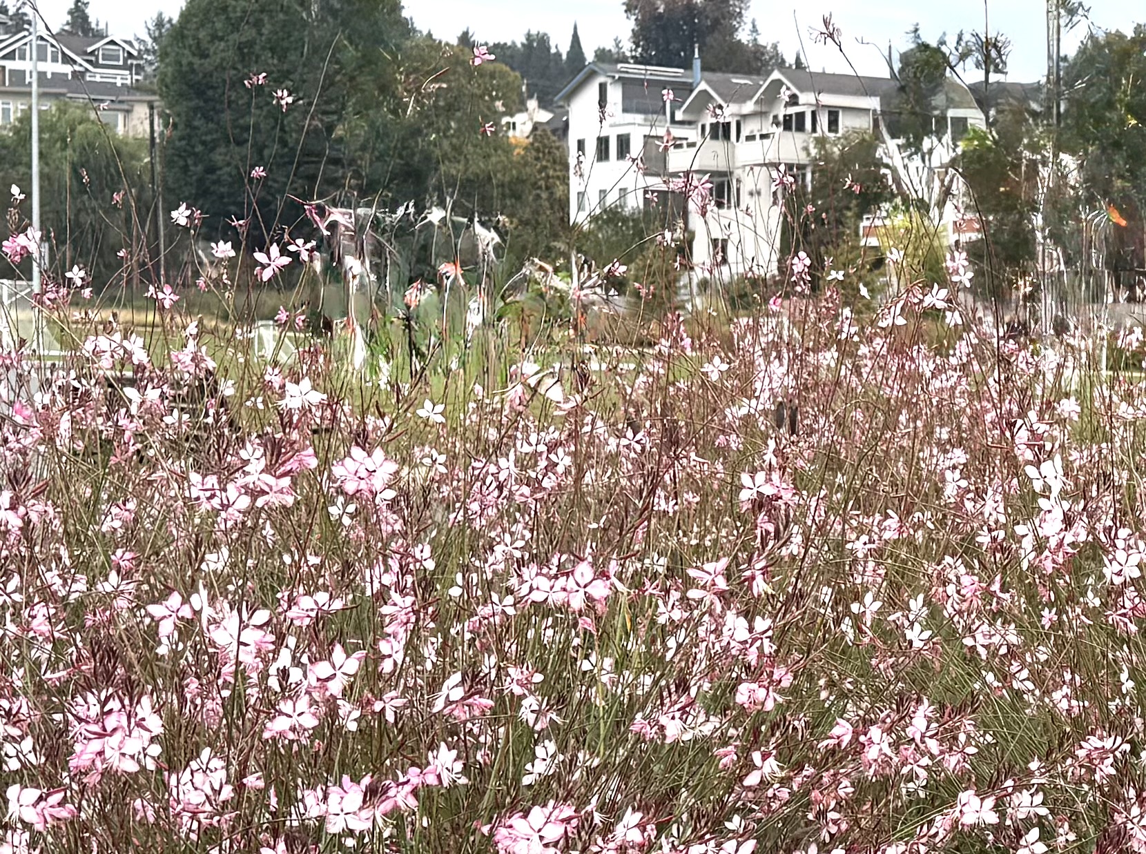 Scene in Edmonds: Around town Sunday - My Edmonds News