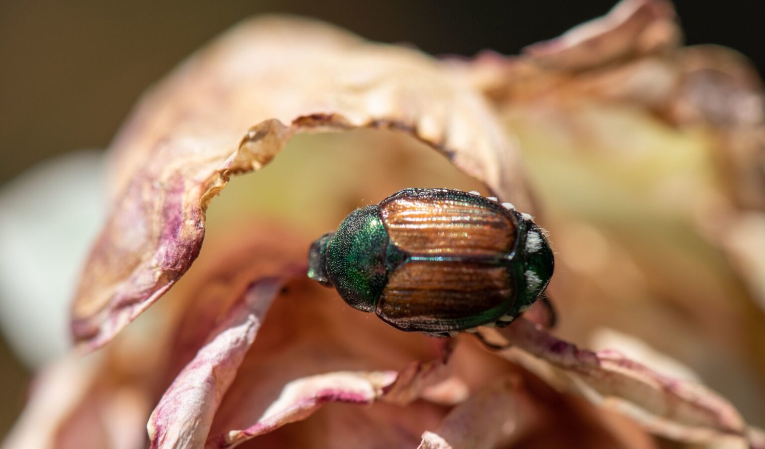 More money needed for fight against two invasive bugs, WA agriculture ...