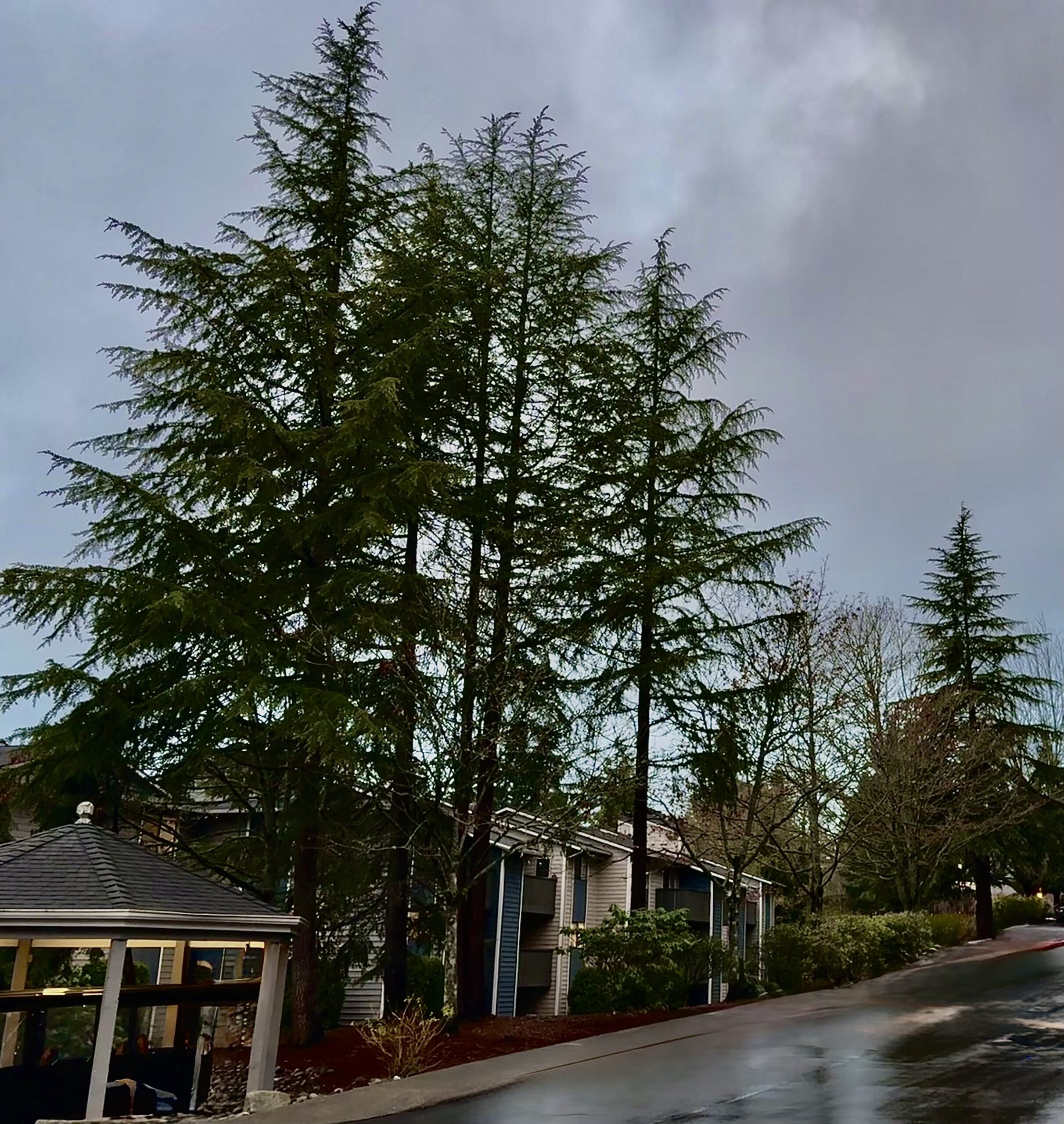 Scene in Edmonds: Around town Saturday - My Edmonds News