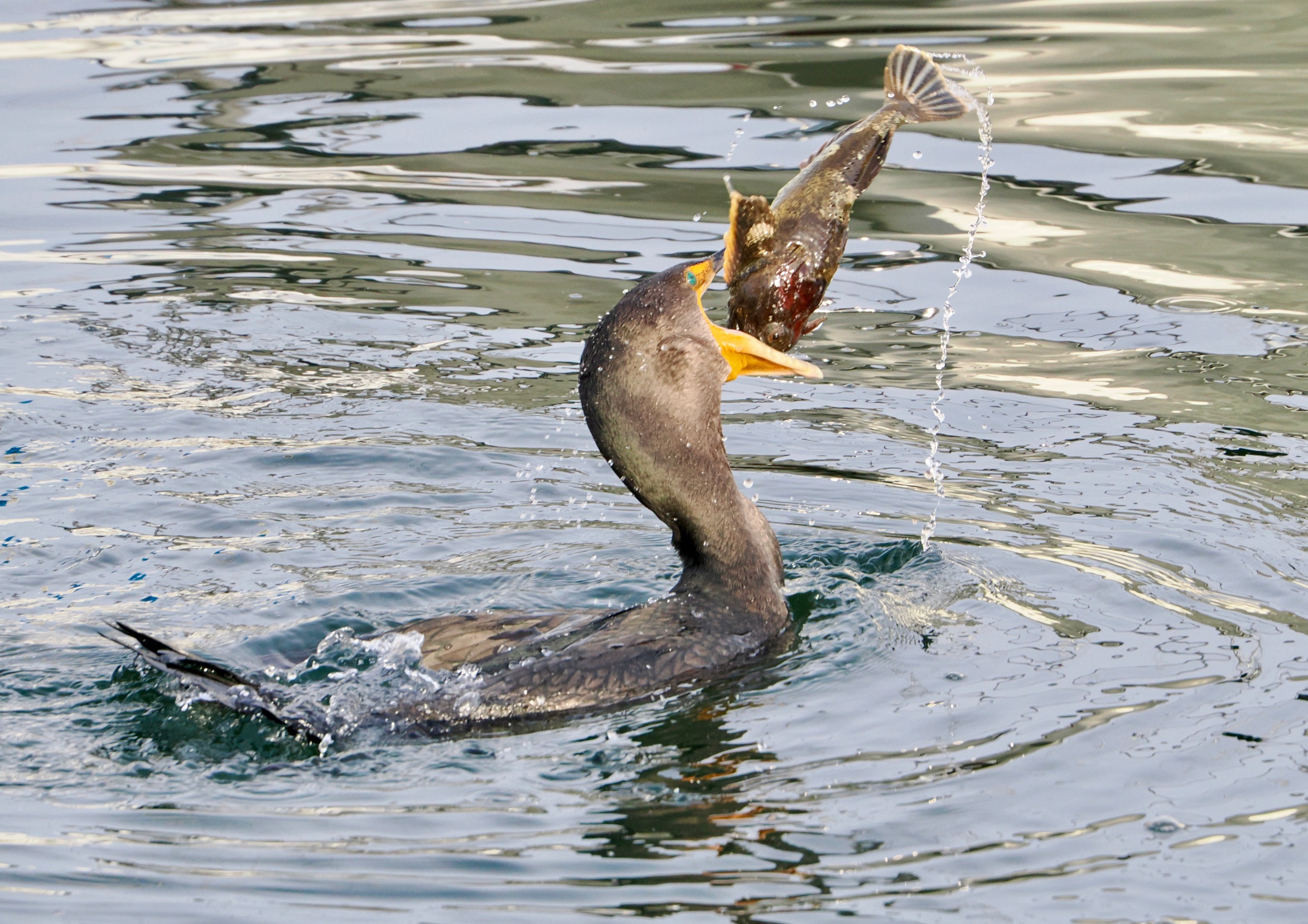 Scene in Edmonds: Around town Sunday - My Edmonds News