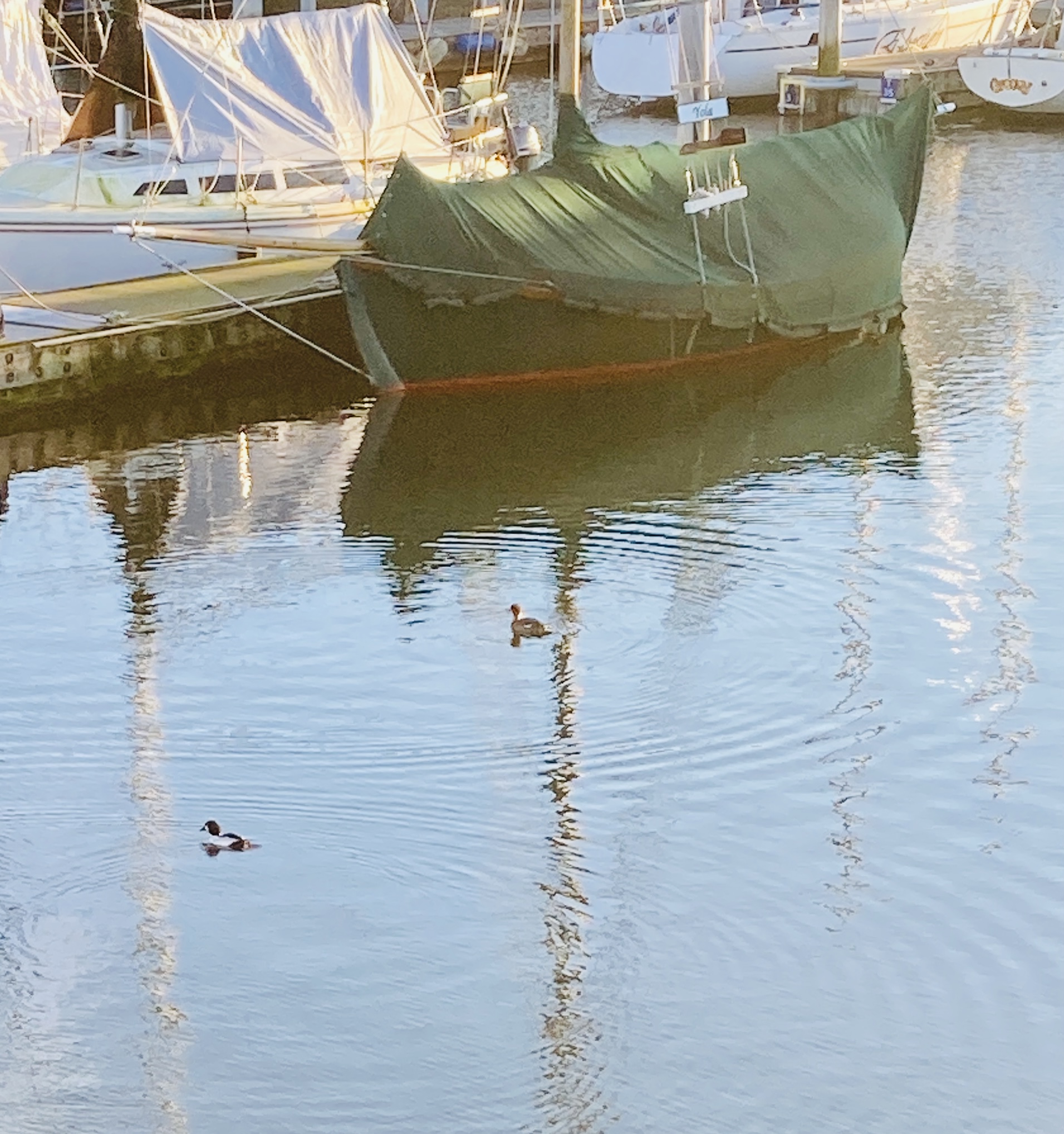 Seen in Edmonds: Around town Friday - My Edmonds News