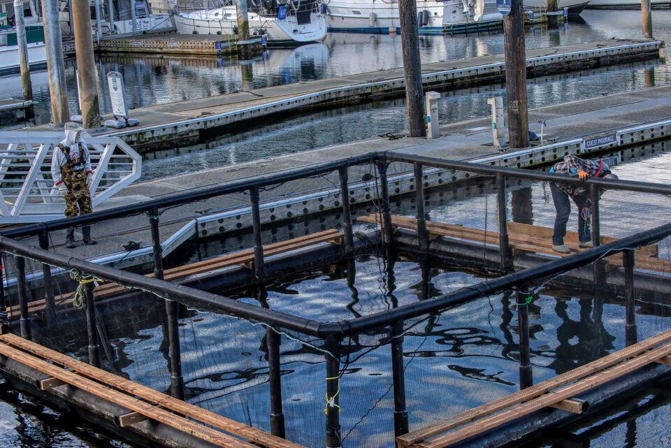 Scene in Edmonds: Setting up the coho net pen - My Edmonds News