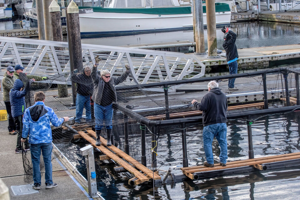 Scene in Edmonds: Setting up the coho net pen - My Edmonds News