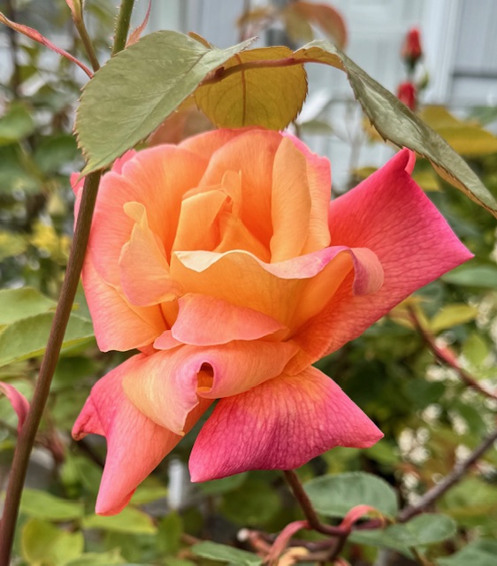 Scene in Edmonds: Around town Tuesday - My Edmonds News