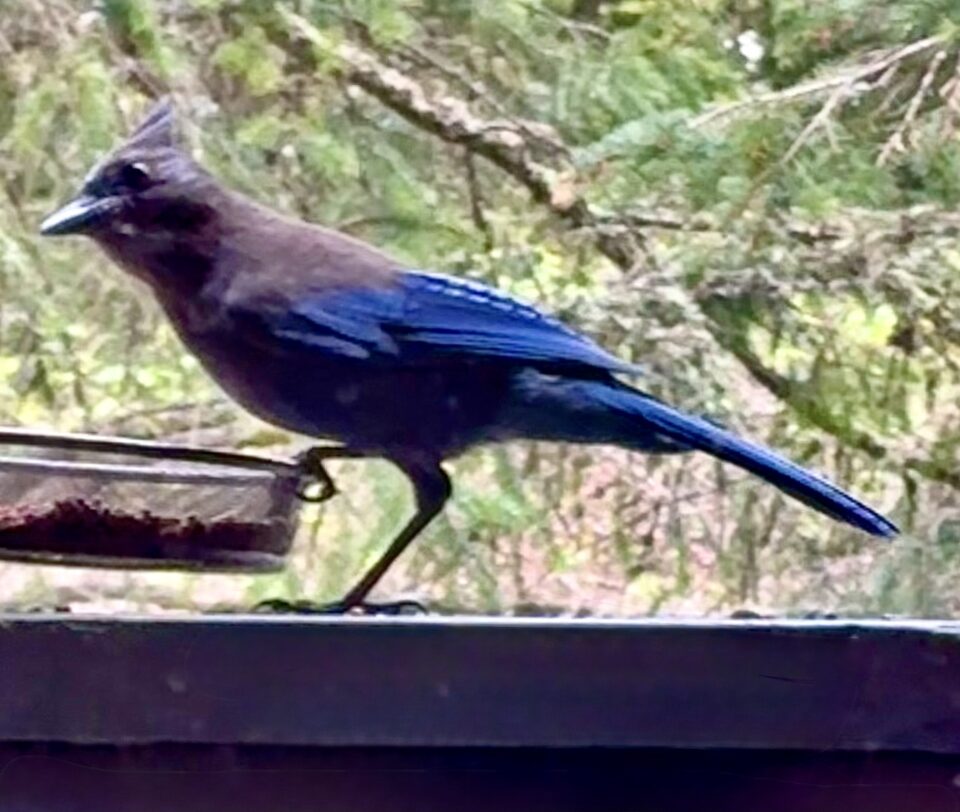 Scene in Edmonds: Around town Tuesday - My Edmonds News