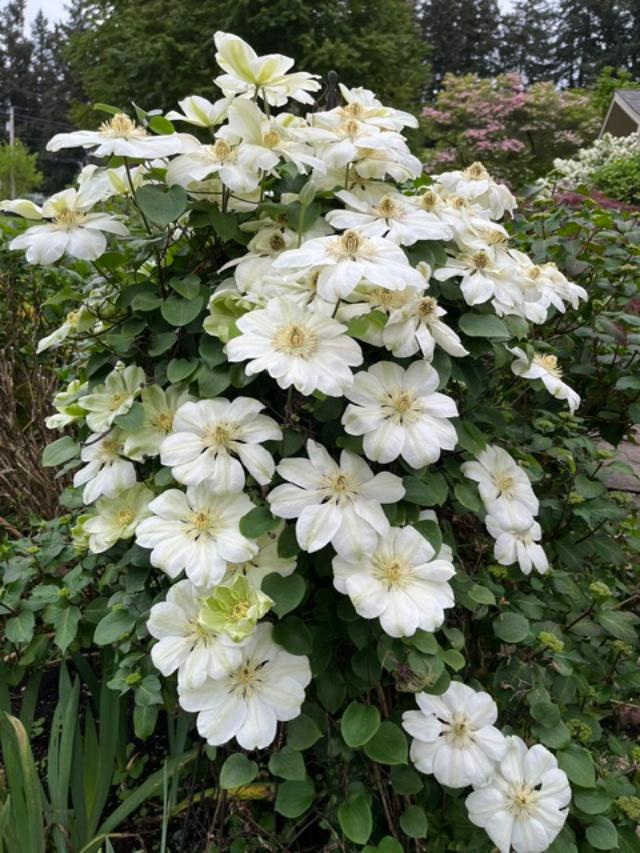 Scene in Edmonds: Around town Wednesday - My Edmonds News