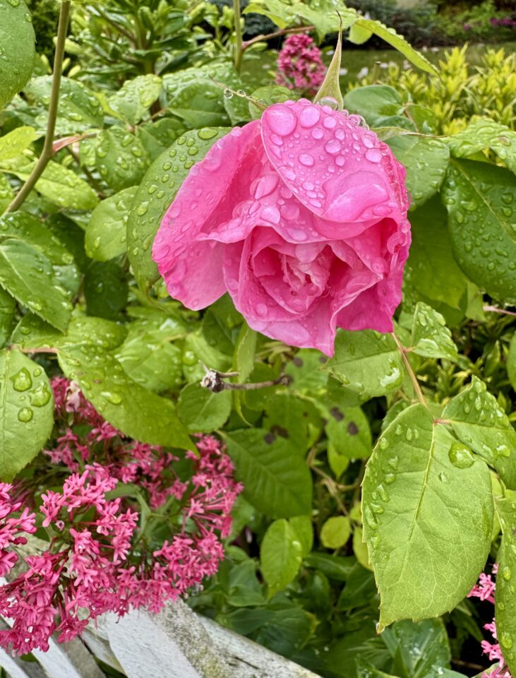 Scene in Edmonds: Around town - My Edmonds News
