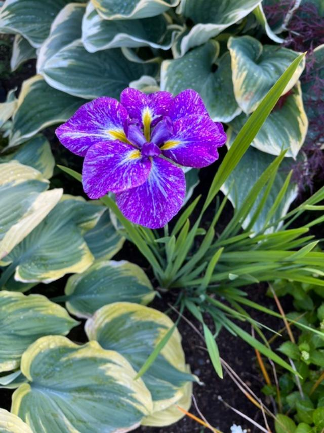 Scene in Edmonds: Around town Wednesday - My Edmonds News
