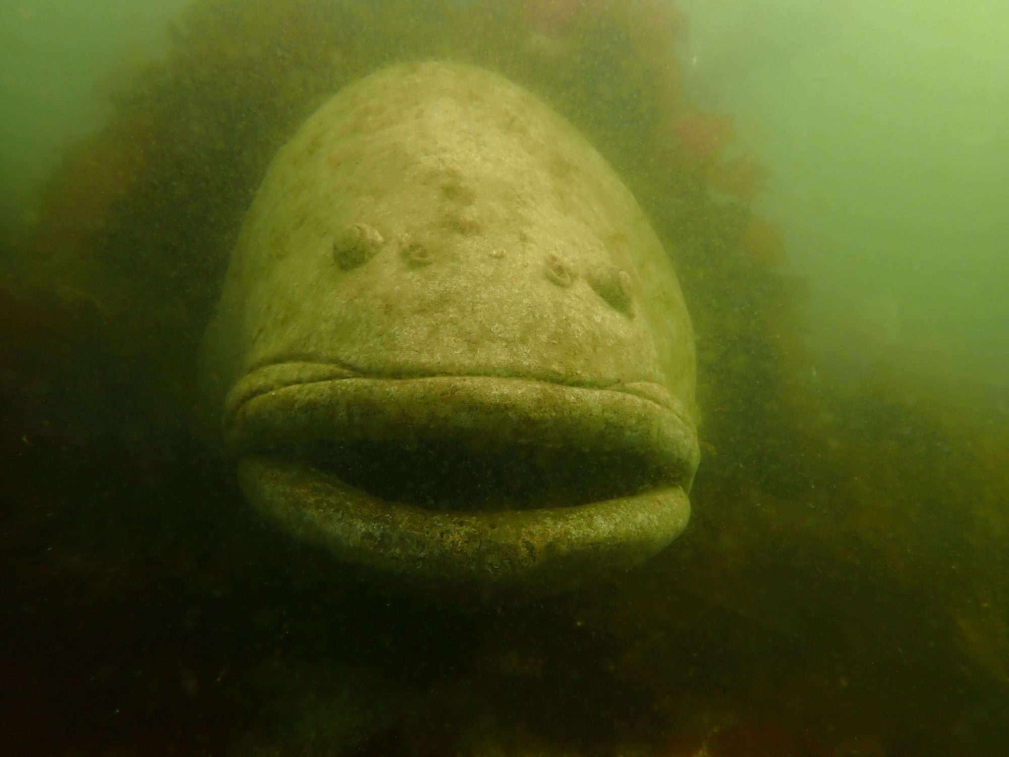 Edmonds Underwater: Building trails for people and sea creatures - My ...